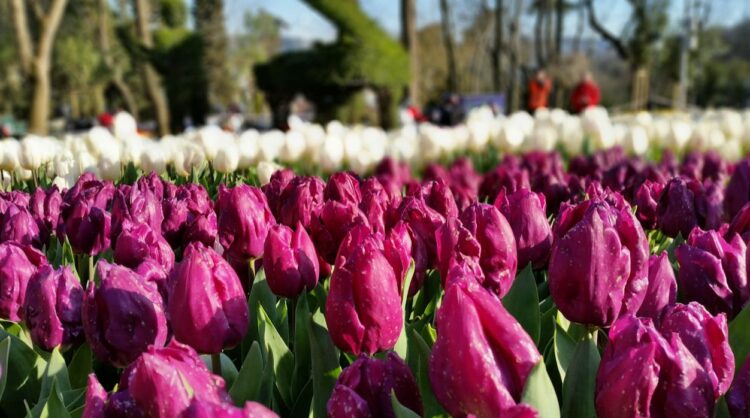 Flora fans flock to Carlow for Garden Festival